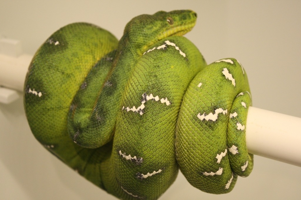Emerald Tree Boa - Darren Hamill Reptiles