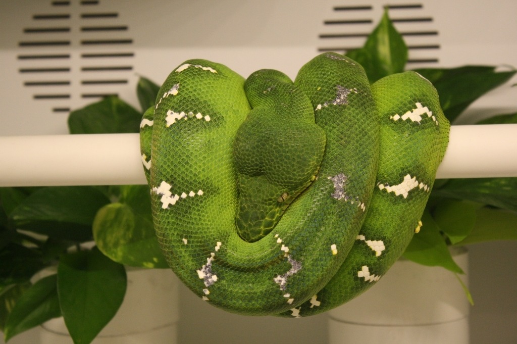 Emerald Tree Boa - Darren Hamill Reptiles