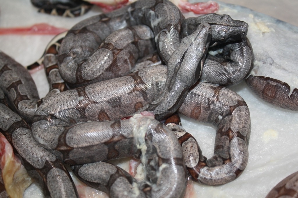 Bolivian Short-tailed Boas - Darren Hamill Reptiles