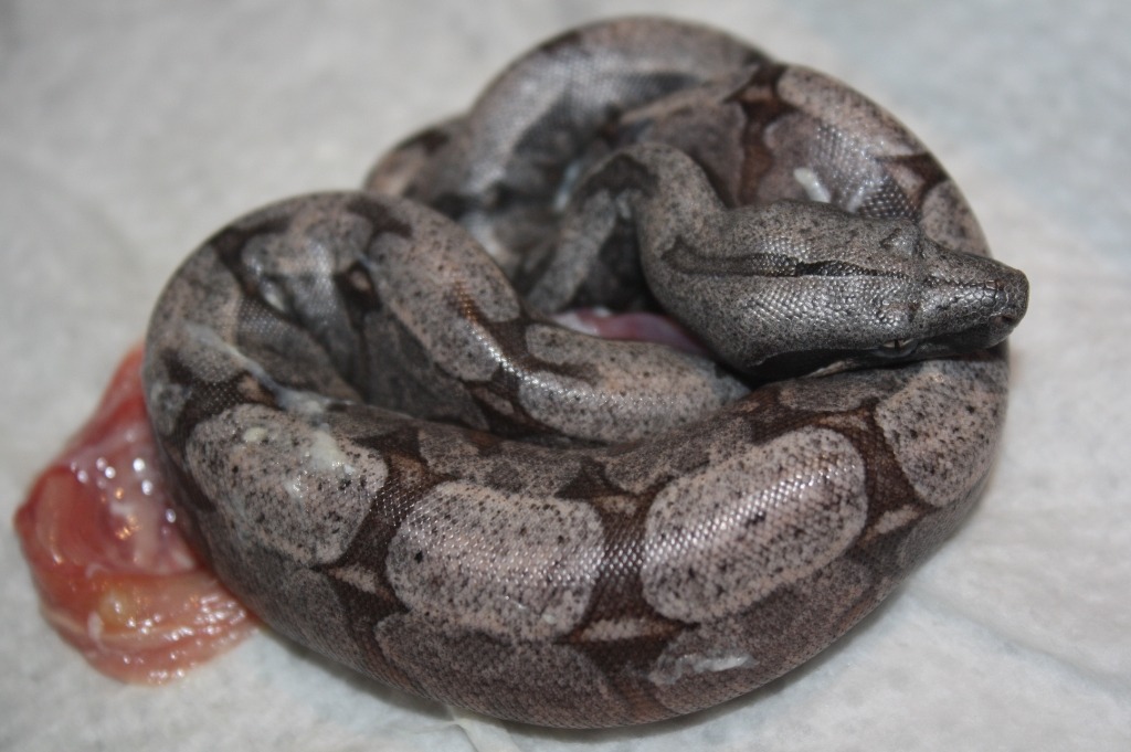 Silverback Bolivian Boas are here! - Darren Hamill Reptiles