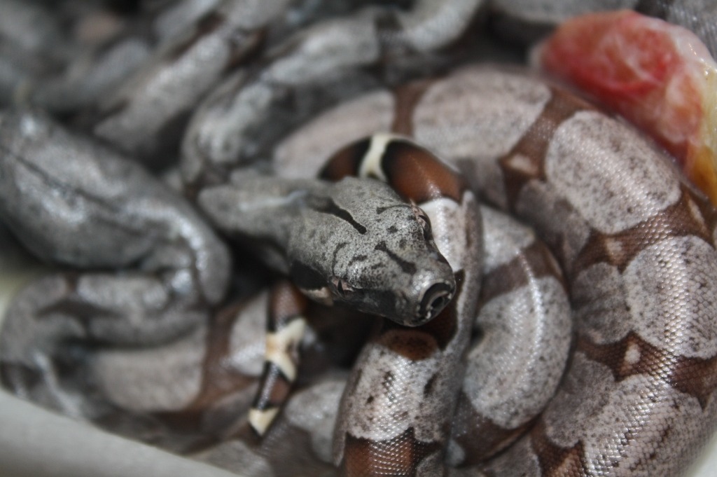 Bolivian Short-tailed Boas - Darren Hamill Reptiles