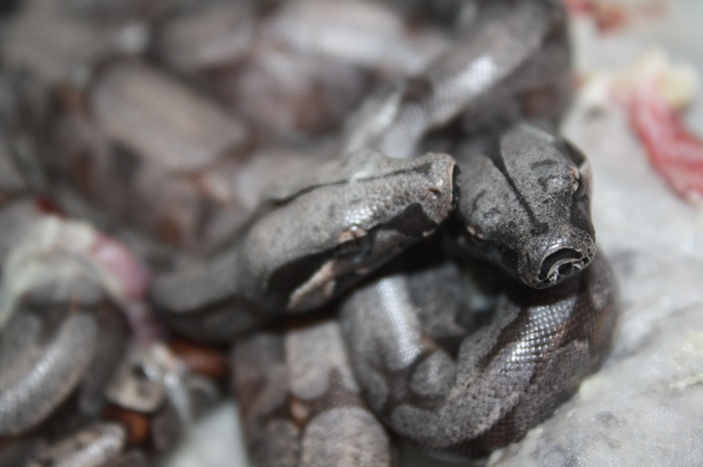 Bolivian Short-tailed Boas - Darren Hamill Reptiles
