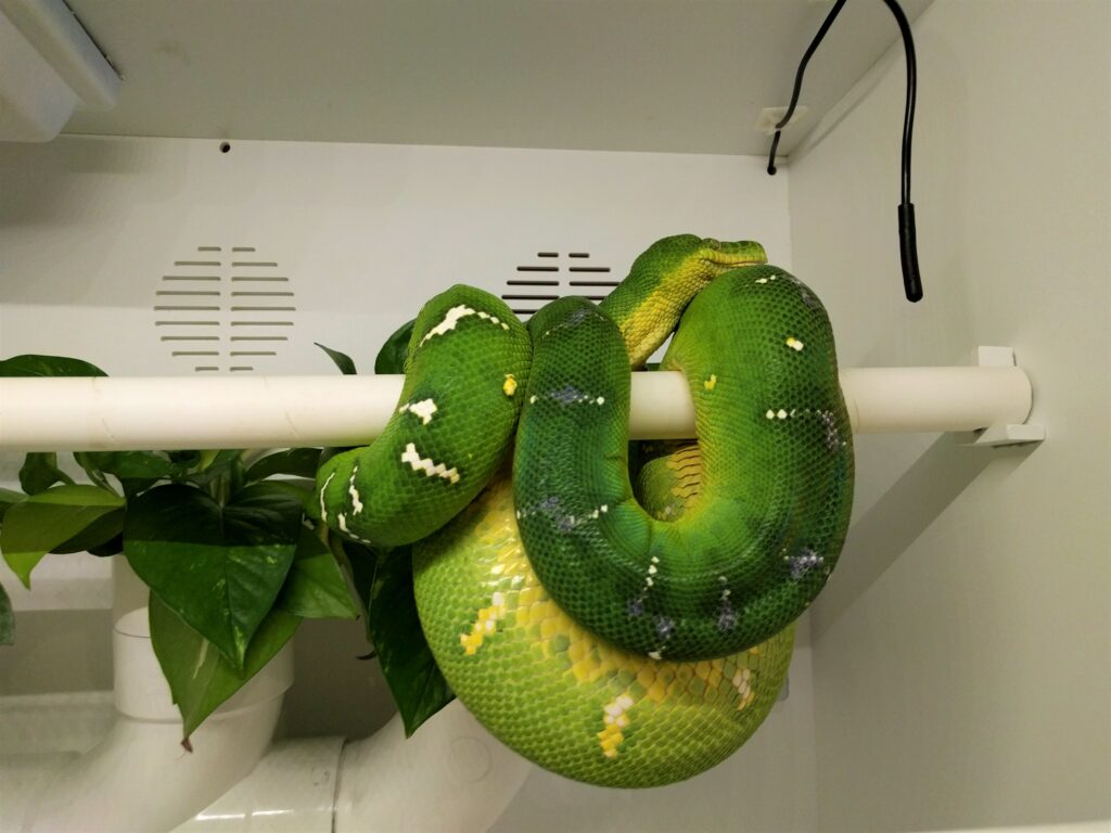 Emerald Tree Boa - Darren Hamill Reptiles