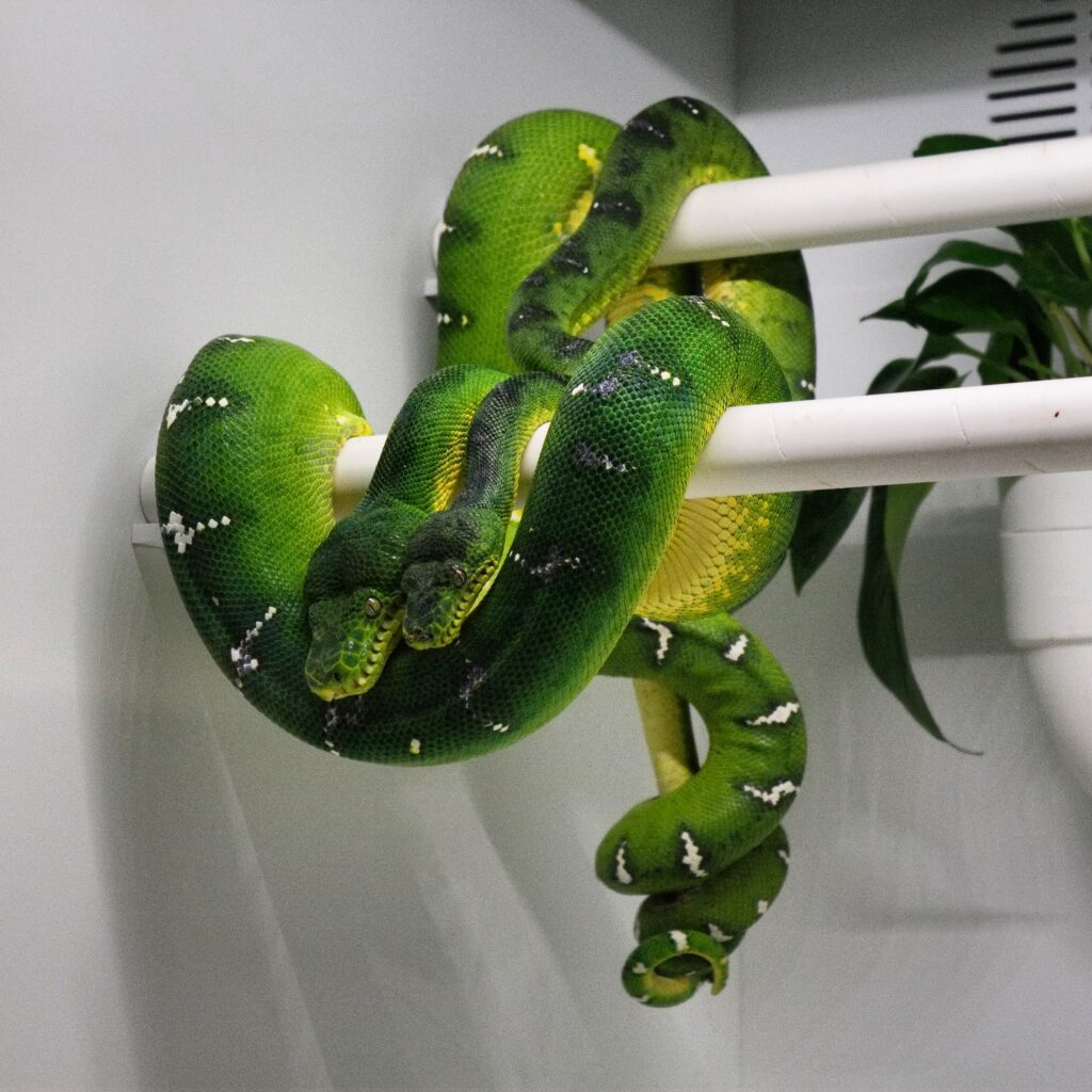Emerald Tree Boa - Darren Hamill Reptiles
