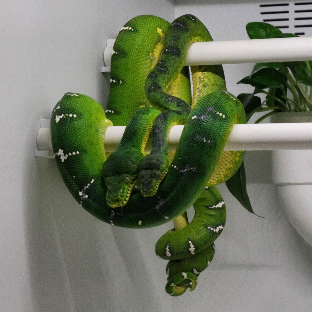 Emerald Tree Boa - Darren Hamill Reptiles