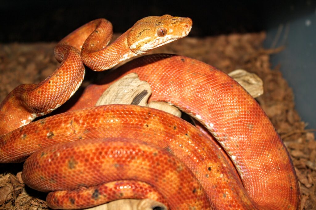 Amazon Tree Boas - Darren Hamill Reptiles