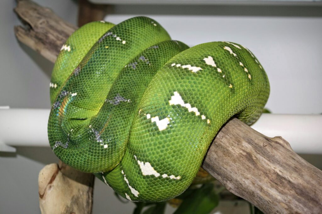 Emerald Tree Boa - Darren Hamill Reptiles