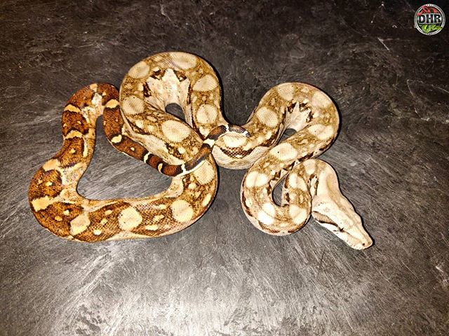 There's nothing like a Nicaraguan boa... - Darren Hamill Reptiles