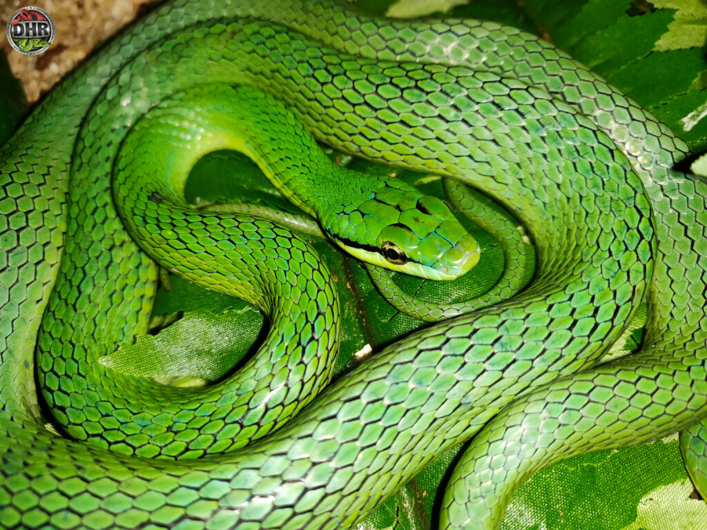 Adult female Rein Snake looking awesome - Darren Hamill Reptiles