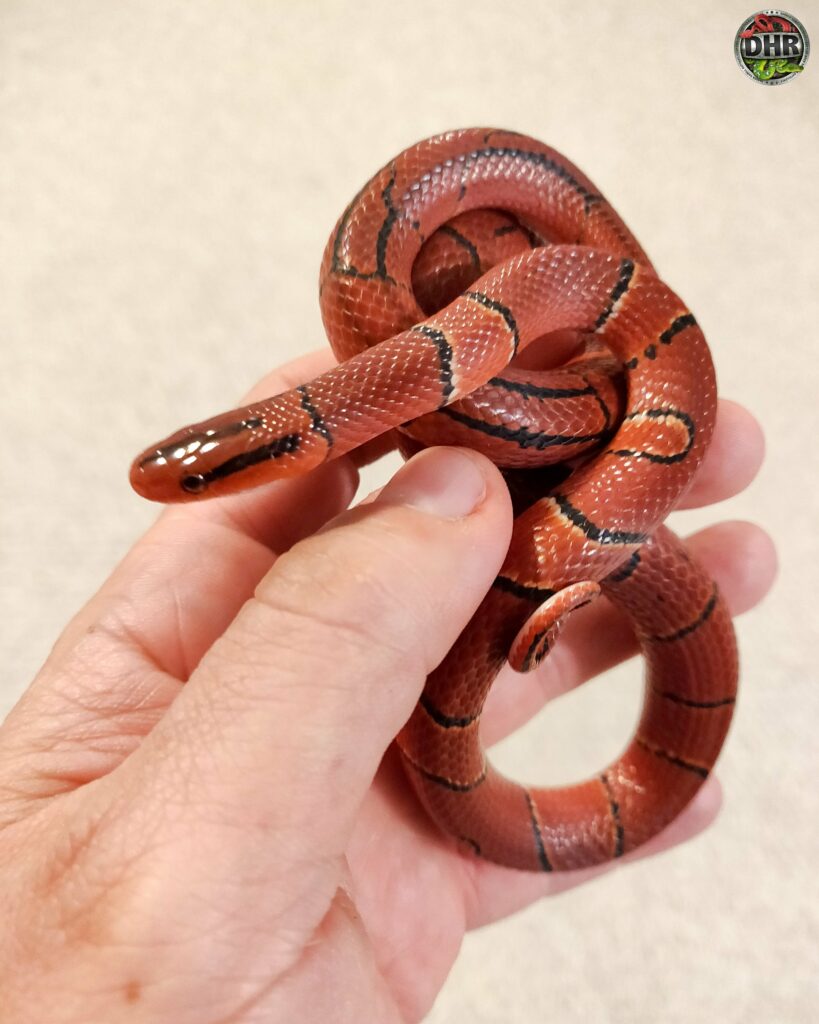 Taking pictures of Colubrids... - Darren Hamill Reptiles