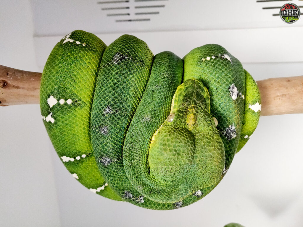 Northern emerald tree Boa Archives - Darren Hamill Reptiles