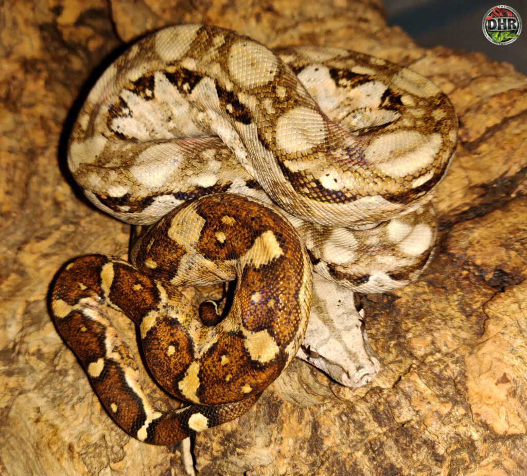 Young male Nicaraguan Boa - Darren Hamill Reptiles