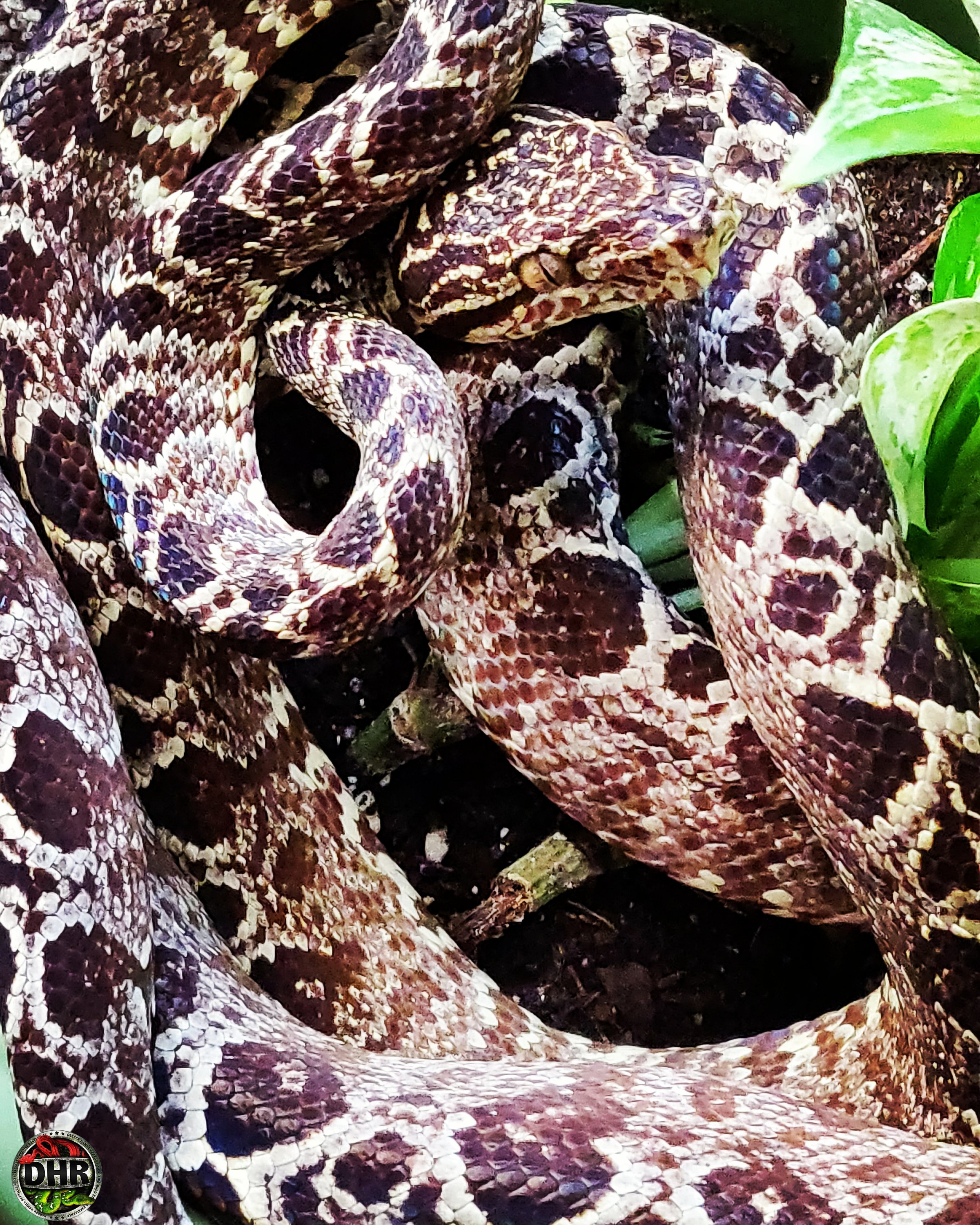 Our garden phase adult female AmazoN | Darren Hamill Reptiles