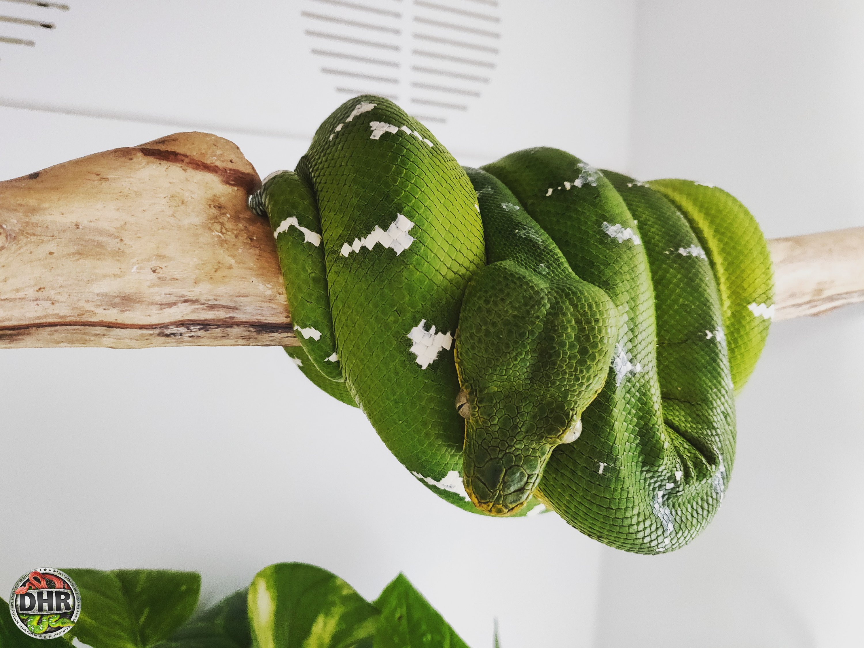 An adult male Northern Emerald Tree Boa chilling | Darren Hamill Reptiles