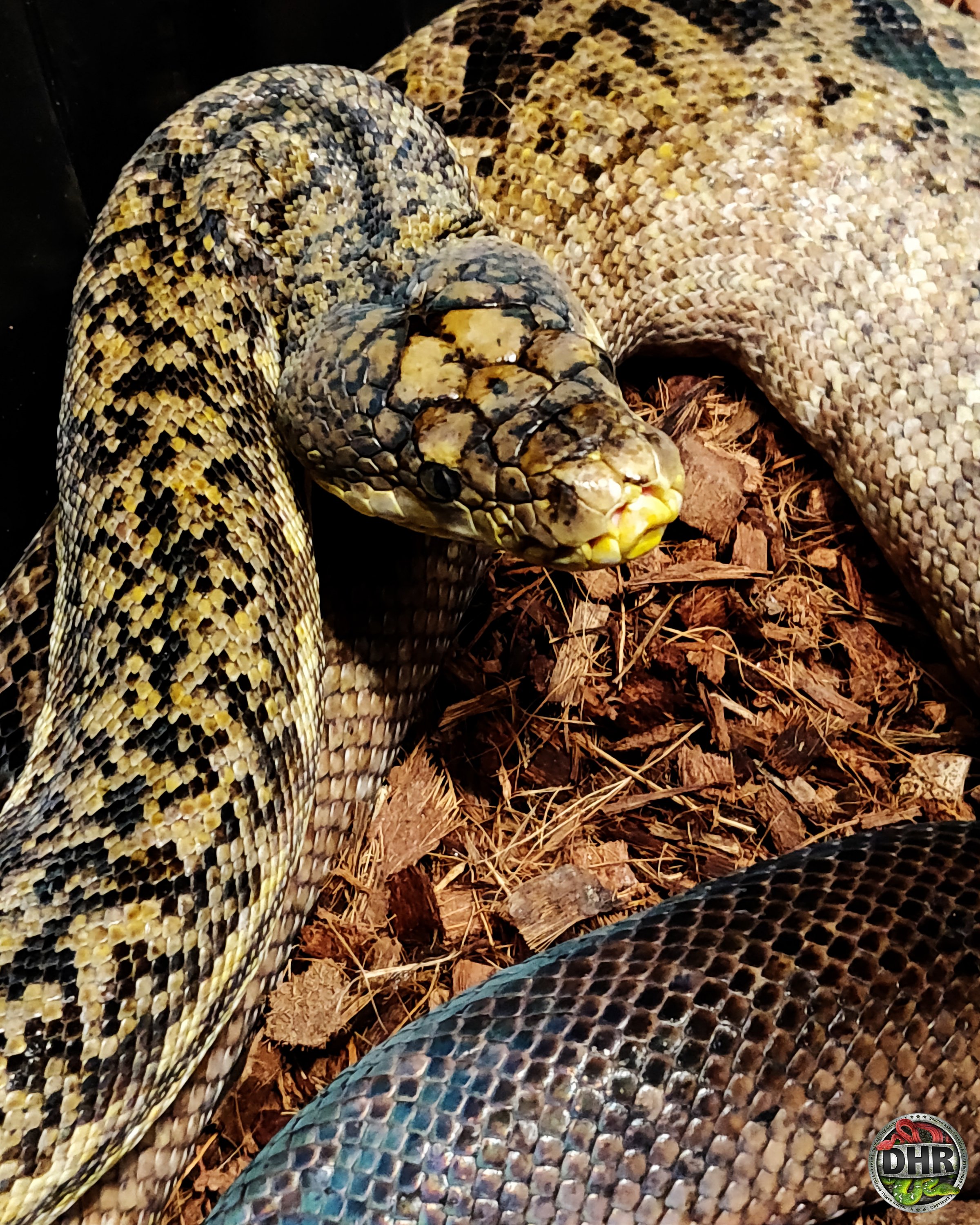 Pictures of this old girl never get old | Darren Hamill Reptiles