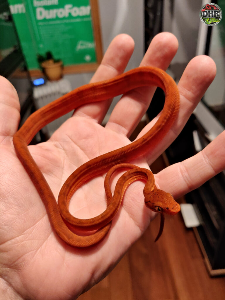 Amazon Tree Boas - Darren Hamill Reptiles