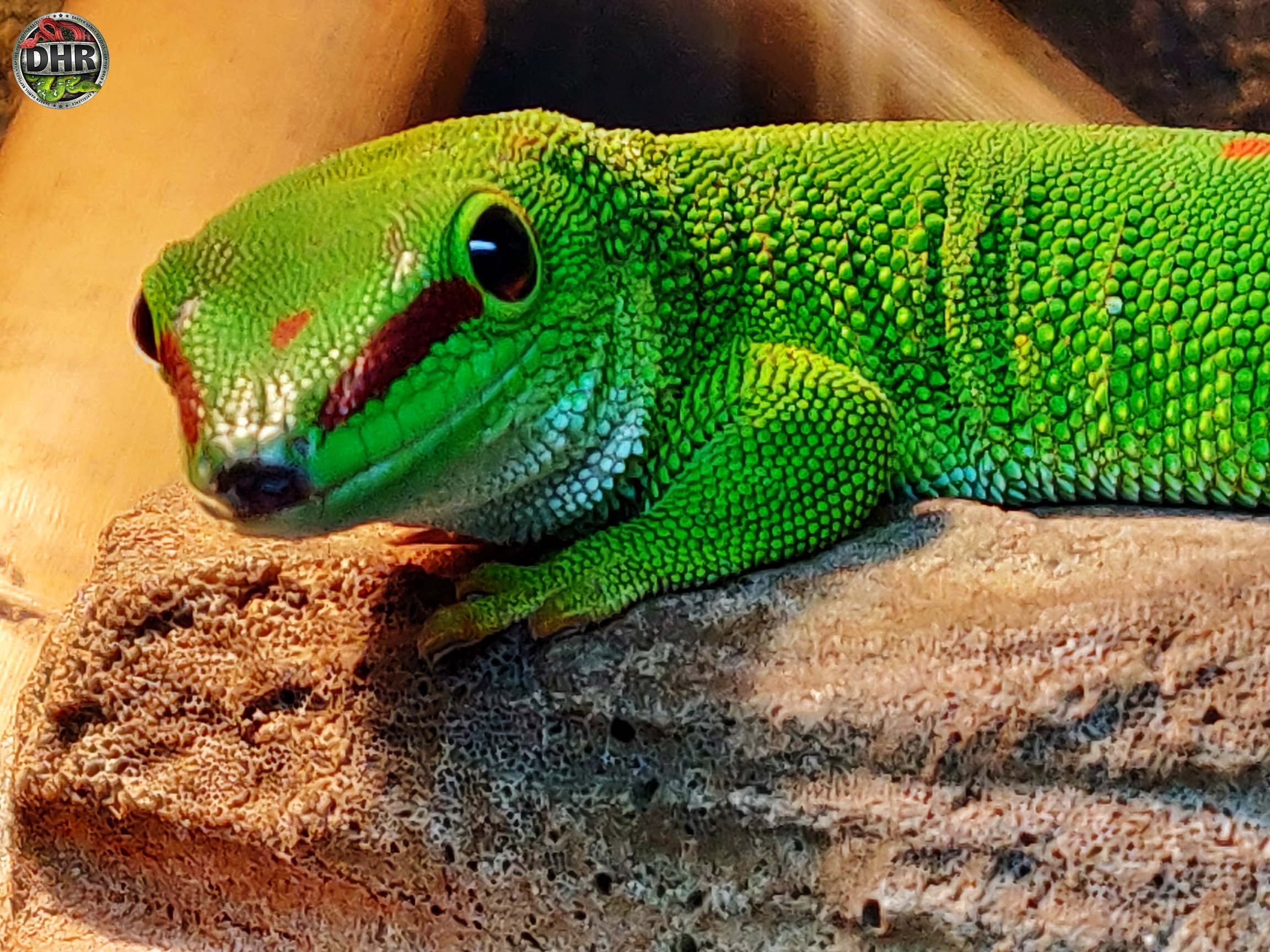 Love how these Giant Day Geckos - Darren Hamill Reptiles