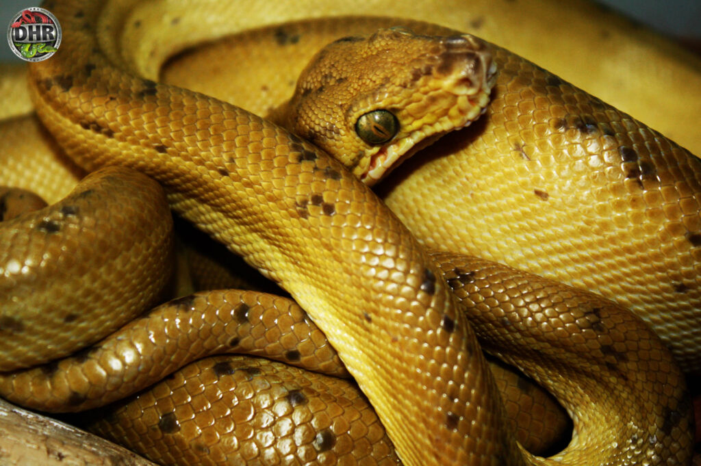 Amazon Tree Boas - Darren Hamill Reptiles