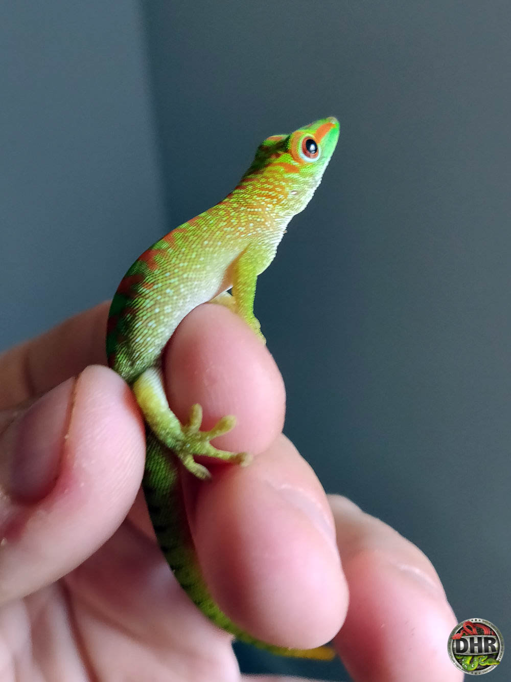 Giant Day Geckos are posted - Darren Hamill Reptiles