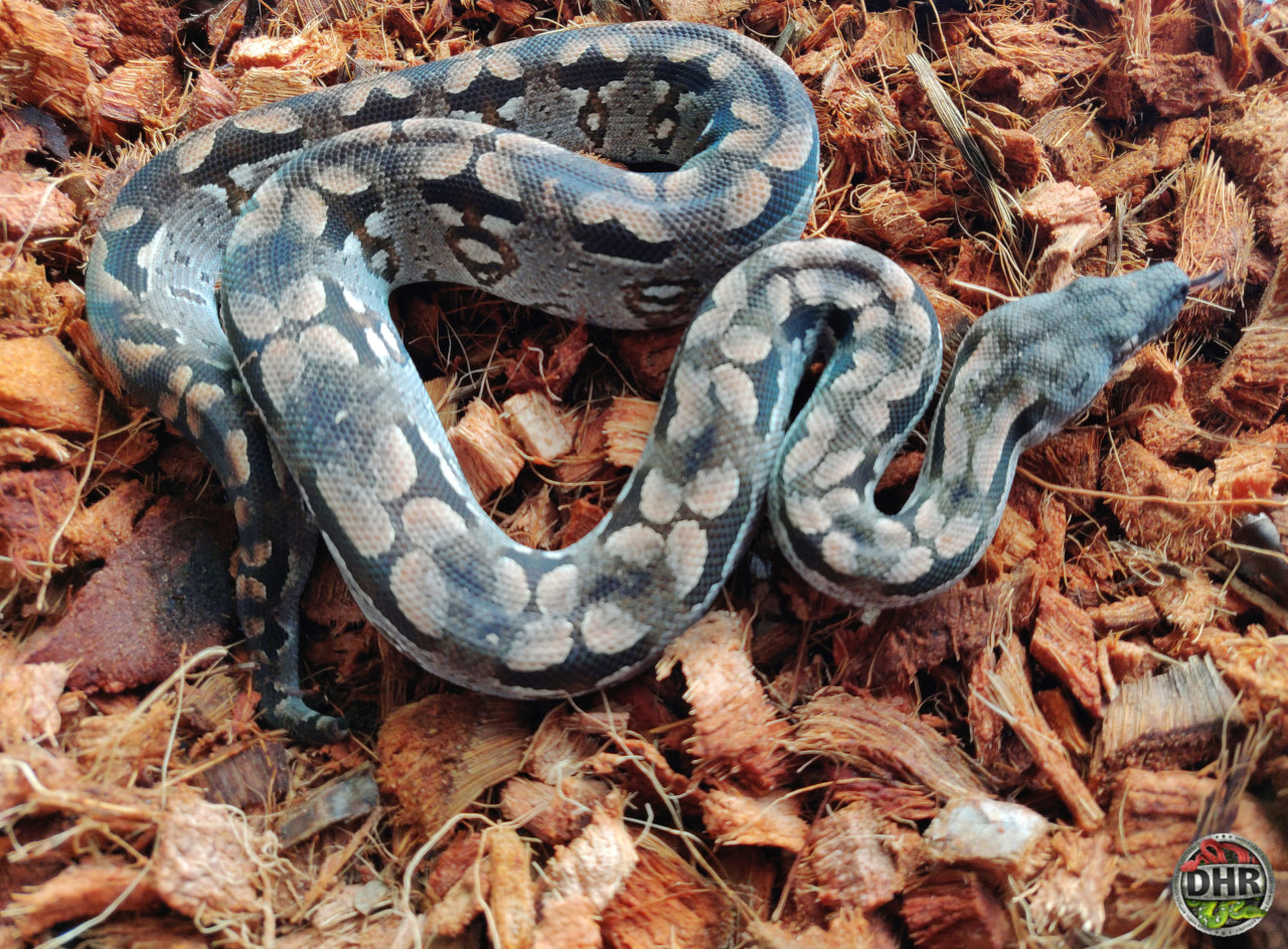 Dumeril’s Boa Pictures | Darren Hamill Reptiles
