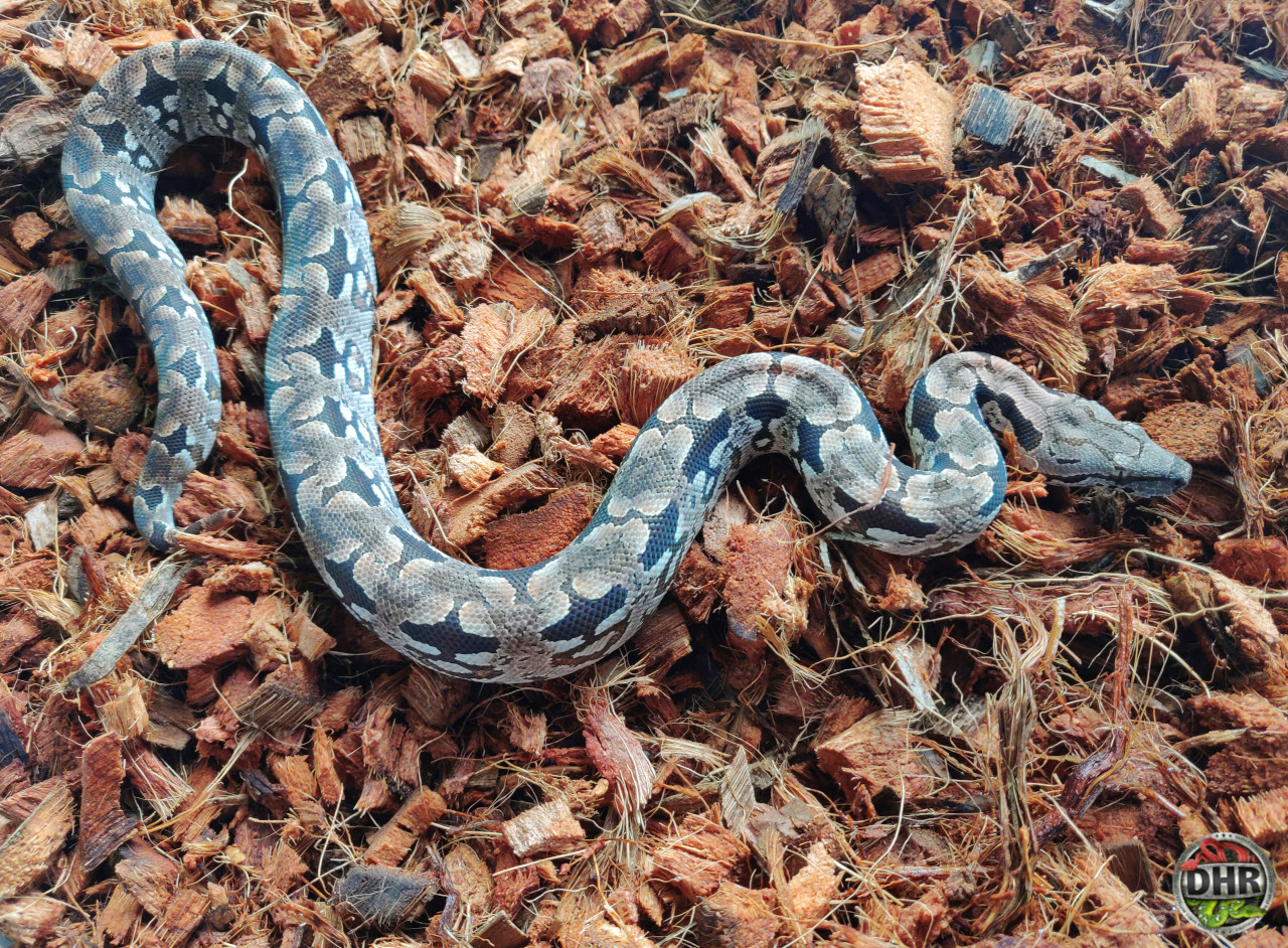 Dumeril’s Boa Pictures | Darren Hamill Reptiles