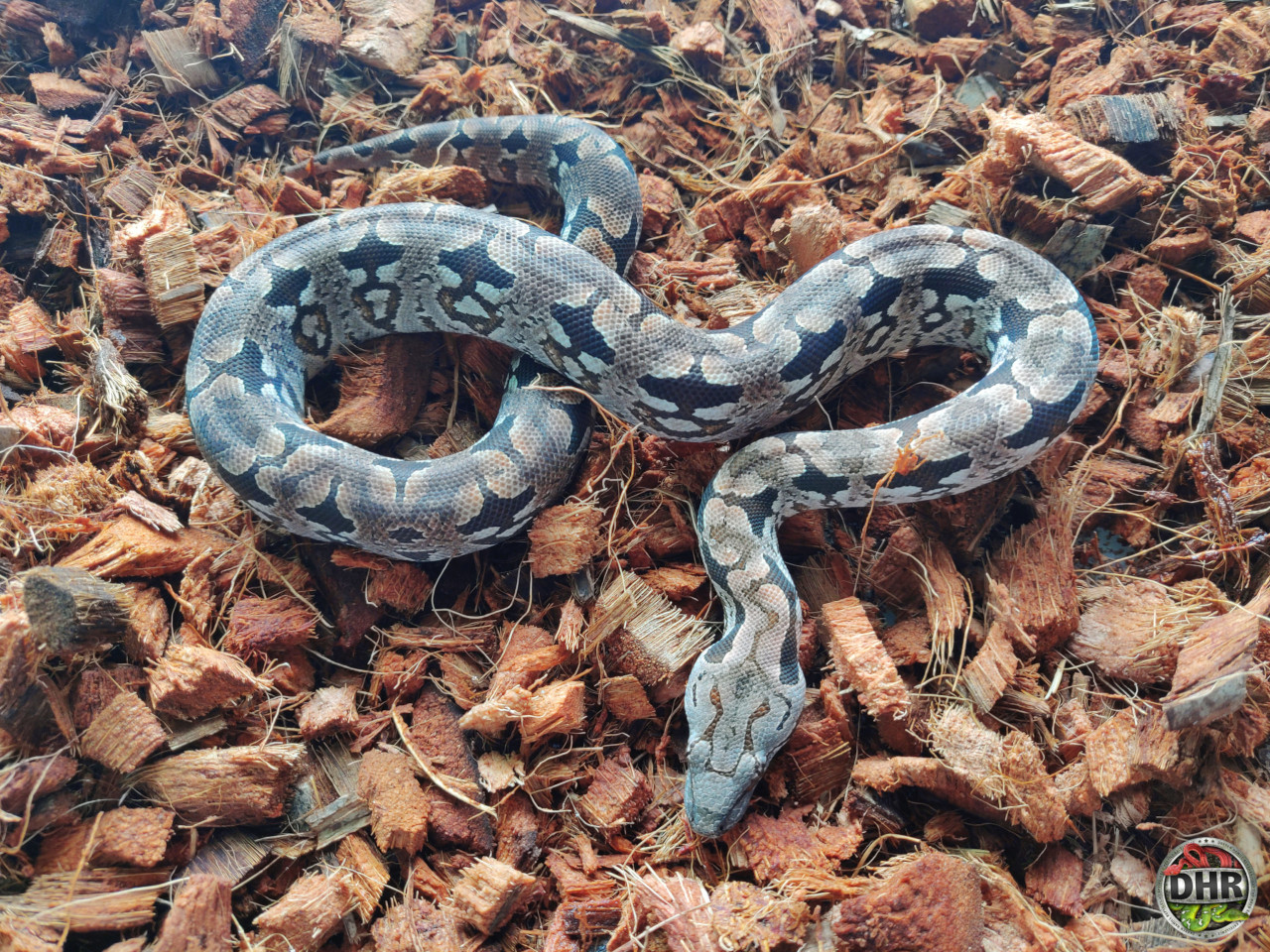 Dumeril’s Boa Pictures | Darren Hamill Reptiles