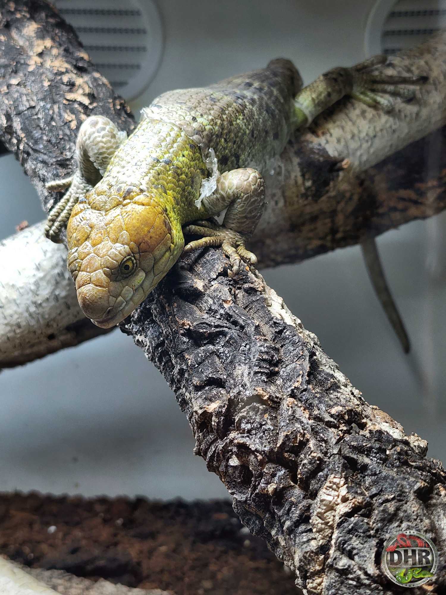 Young Male Monkey-tailed - Darren Hamill Reptiles
