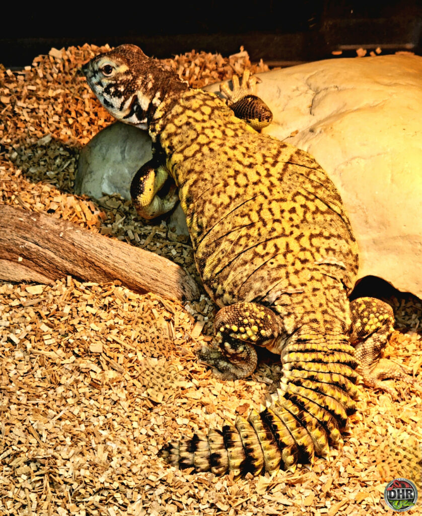 Always about the Uromastyx - Darren Hamill Reptiles